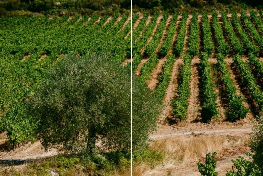Le logo environnemental Terra Vitis prend de la bouteille