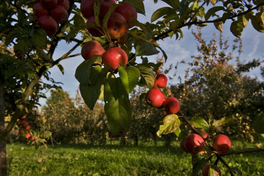 La filière cidricole a été entendue par Marc Fesneau