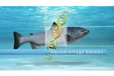 AquAdvantage Salmon de AquaBounty Technologies de AquaBounty Technologies